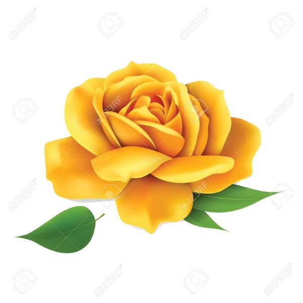 Inspirational Words: Messages from the Rose Cards: June 24 2026 ...
